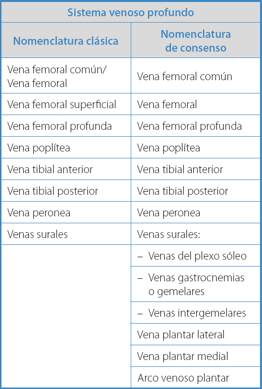 Gran Modelo De Vena Safena