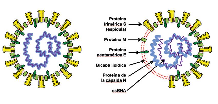 Concepto De Virus