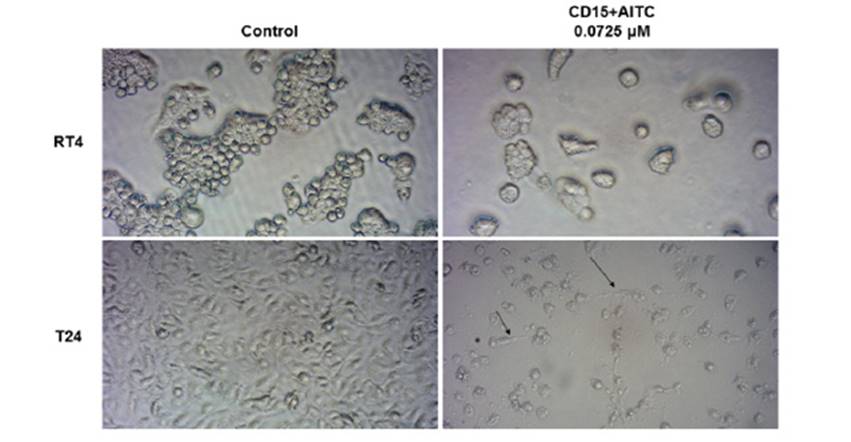 Antitumoral activity of micellar solutions containing allyl ...