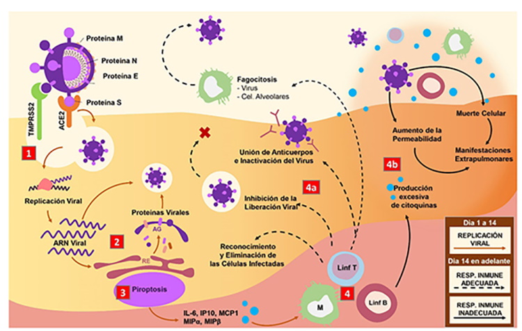 Estructura Celular Del Virus Presencia Y Expresión Del Receptor ACE2