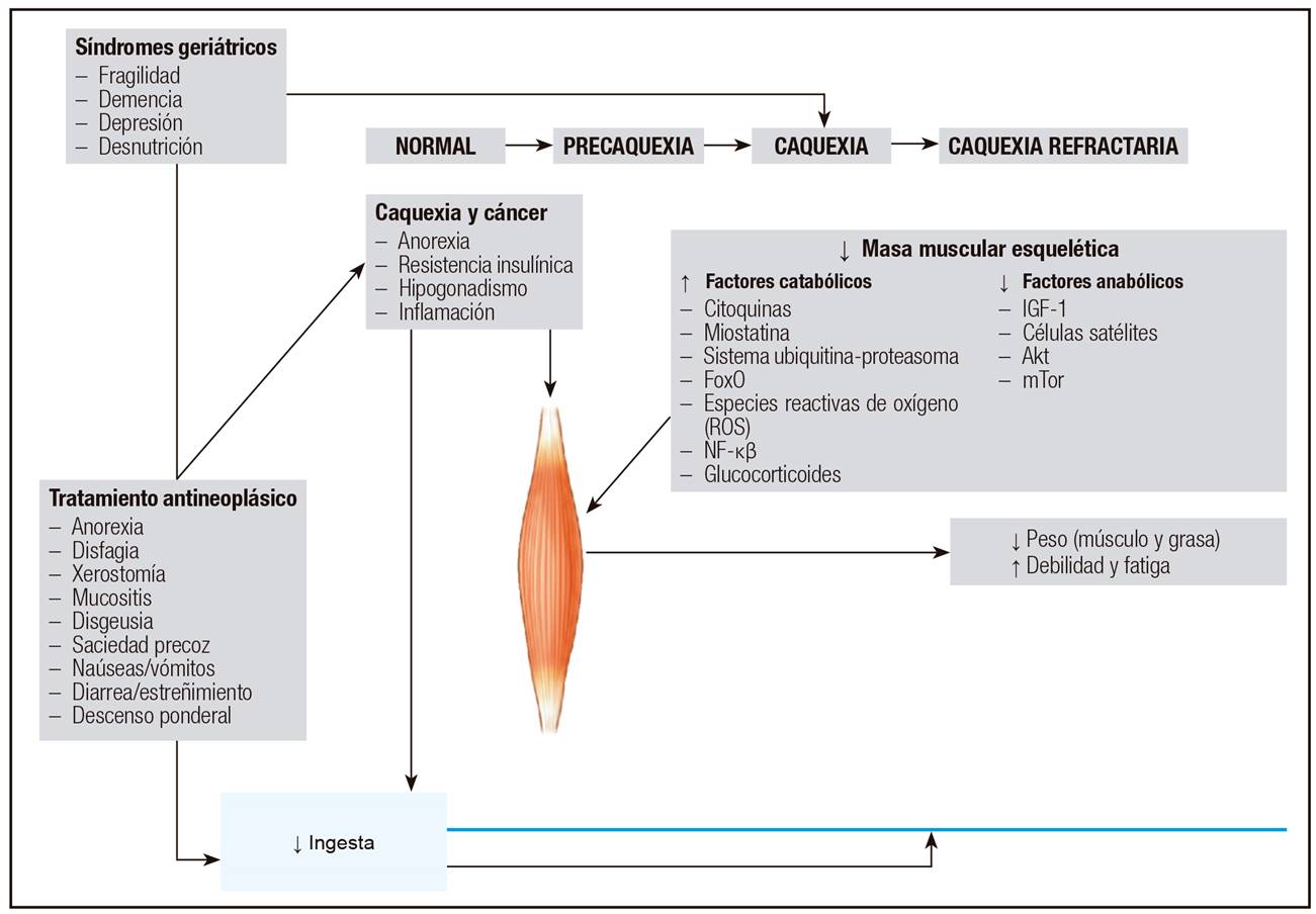Valoración y tratamiento nutricional en el paciente oncogeriátrico ...