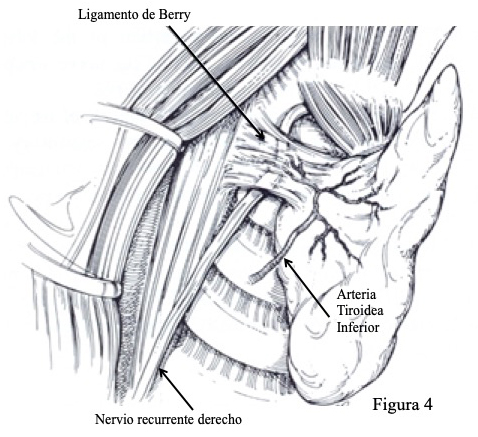Anatomía quirúrgica de las glándulas tiroides y paratiroides