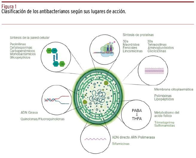 Resistencia bacteriana, una crisis actual
